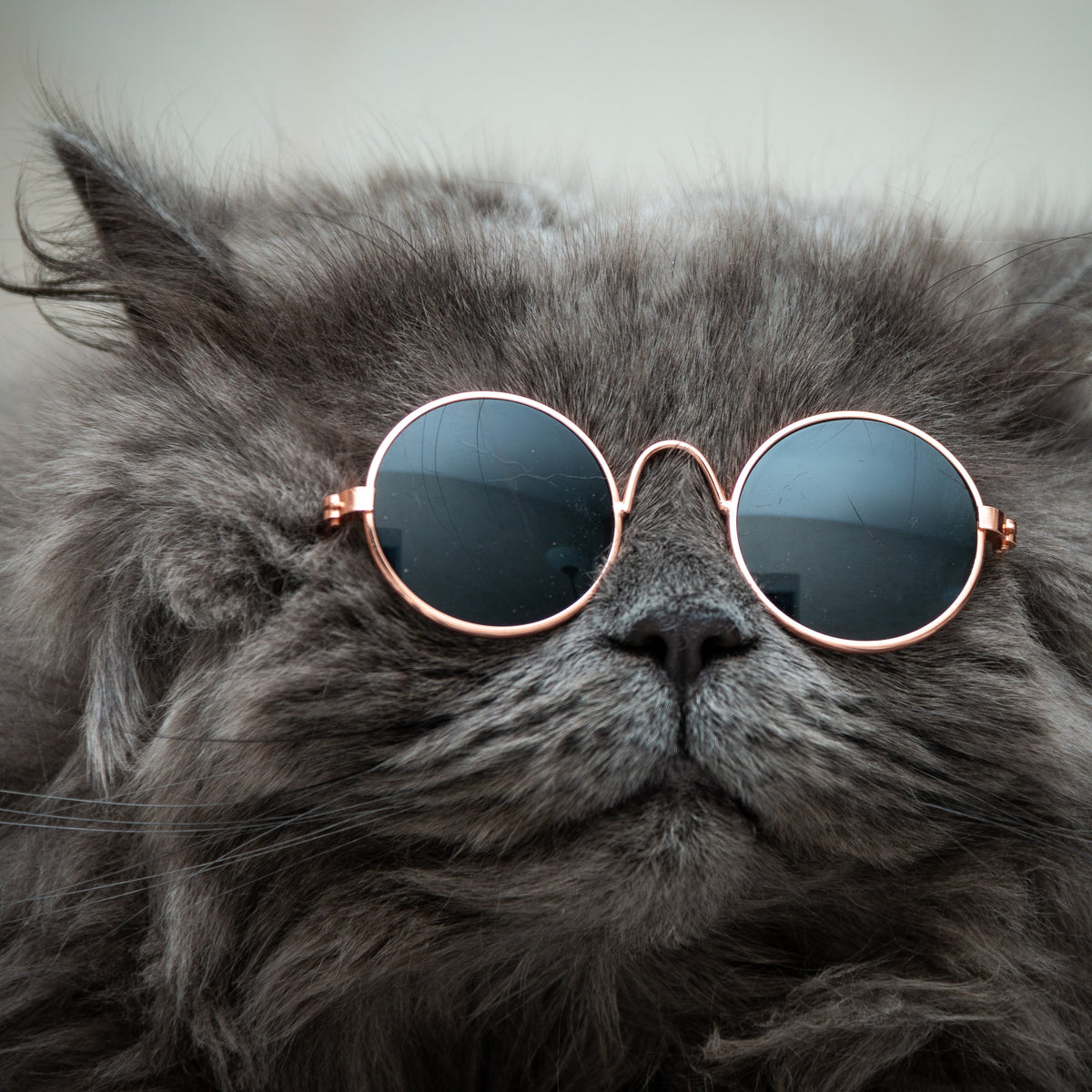 Cool Cat Sunglasses - Free Shipping Today 🙀 – Paw Pals